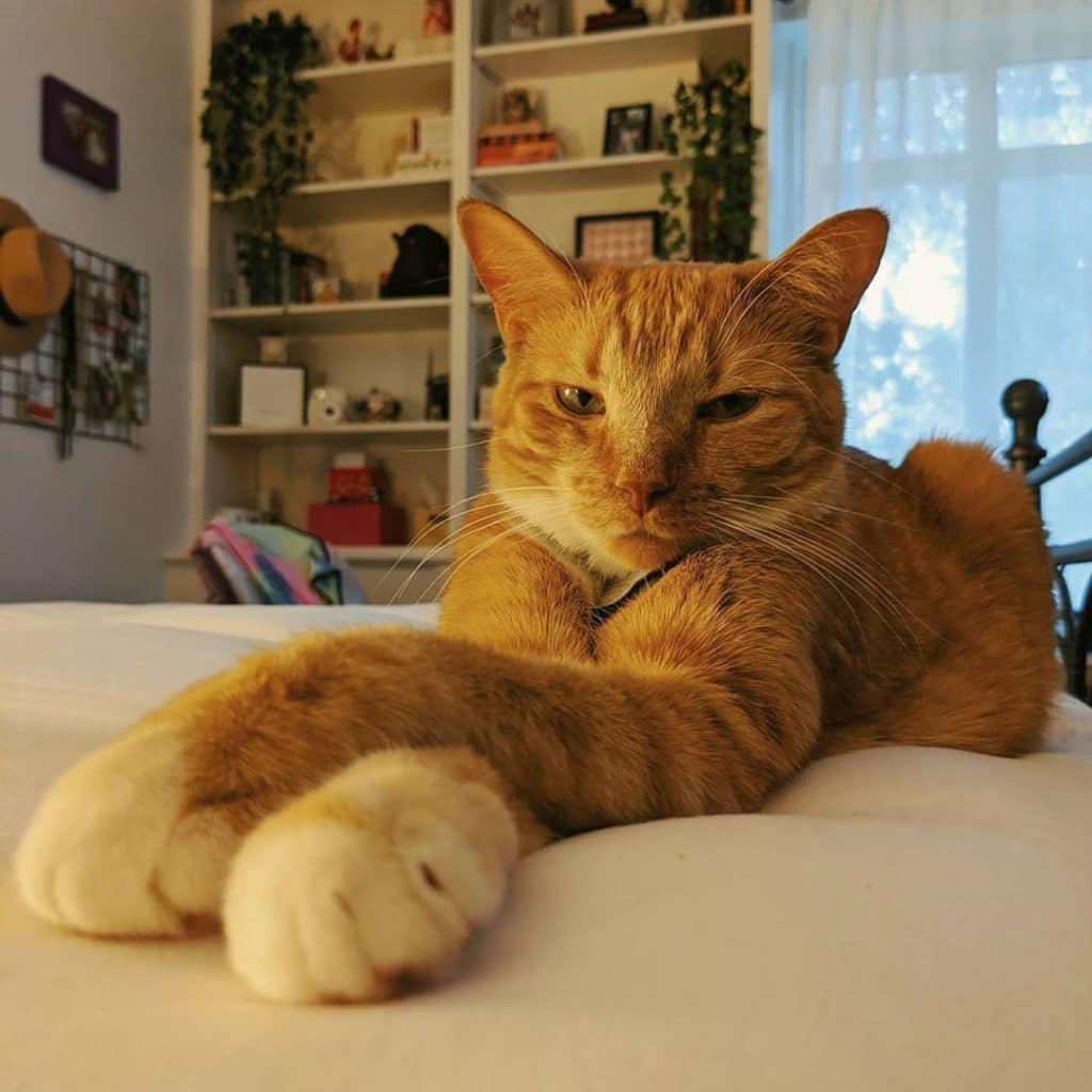 18 Photogenic Pets Who Could Easily Outshine Any Instagram Model