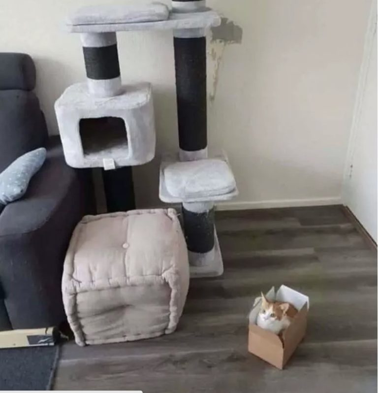 19 Hilarious Bed Fails That Prove Cats Do What They Want