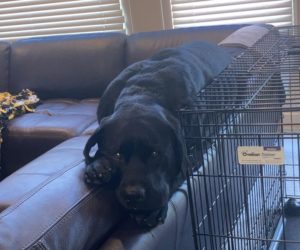 20 Eccentric Dogs That Are Convinced They’re Cats
