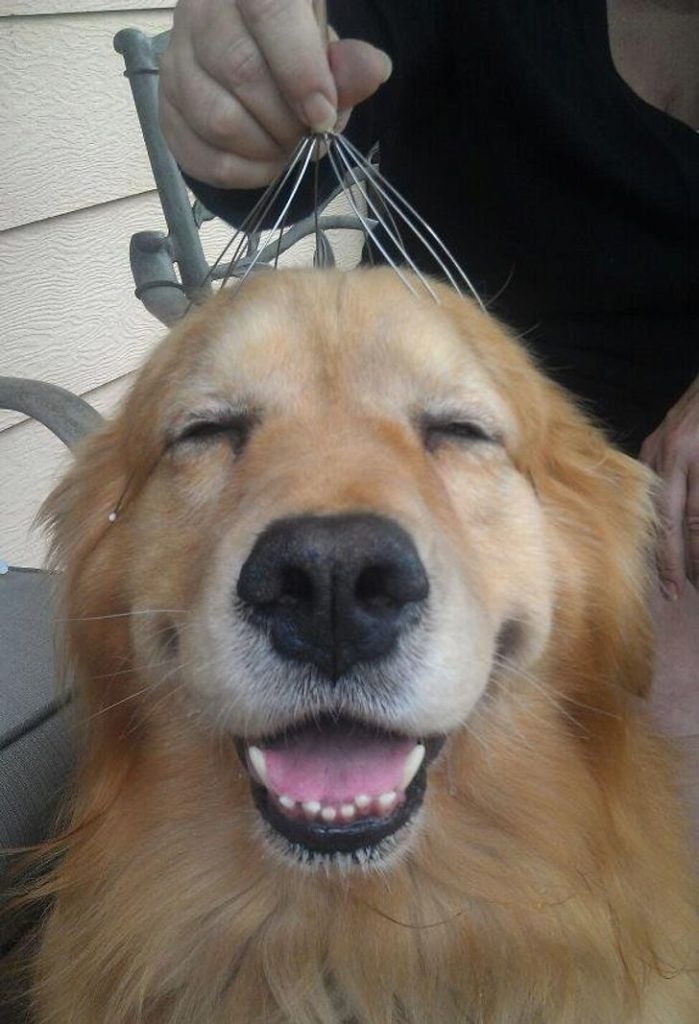 23 Carefree Dogs Who’ve Mastered the Art of Relaxation