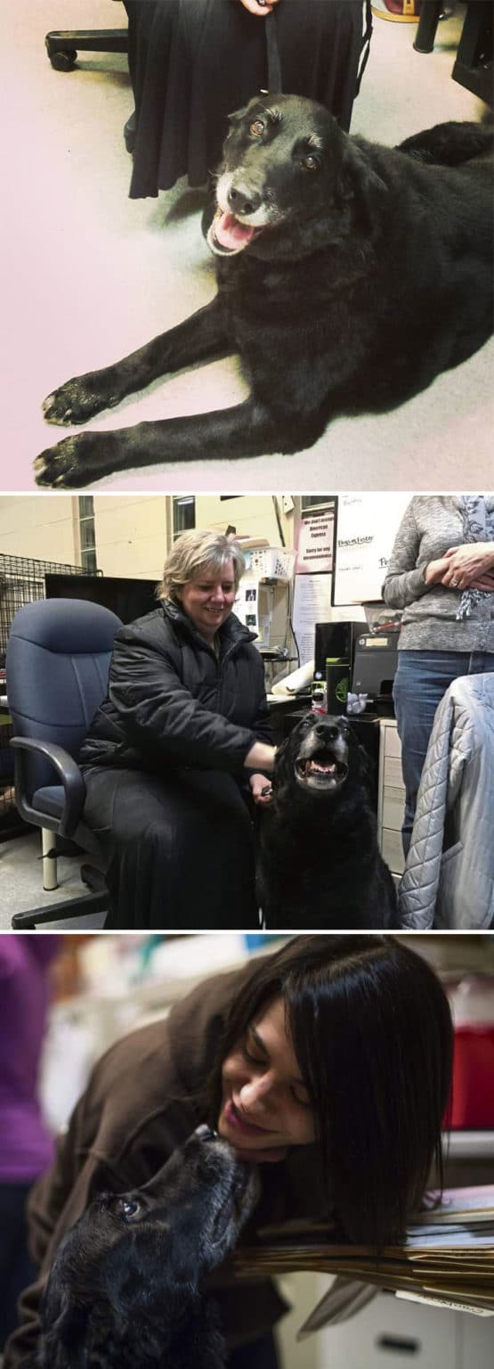 50 Pics Showing Missing Dogs Returning To Their Homes That Might Get ...