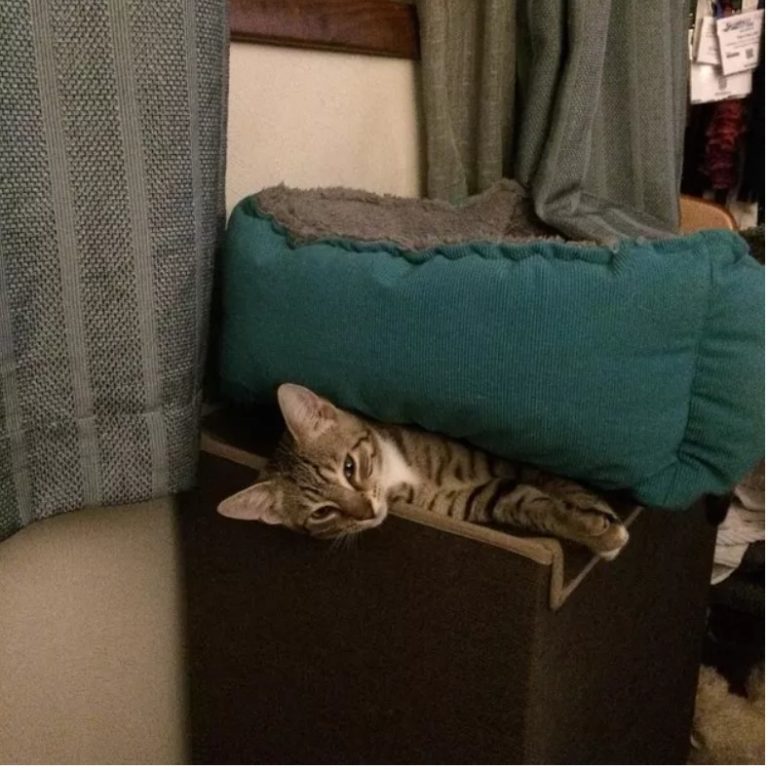 19 Hilarious Bed Fails That Prove Cats Do What They Want