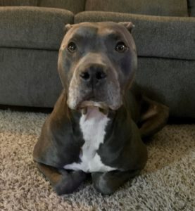 20 Eccentric Dogs That Are Convinced They’re Cats