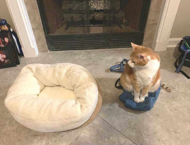 19 Hilarious Bed Fails That Prove Cats Do What They Want