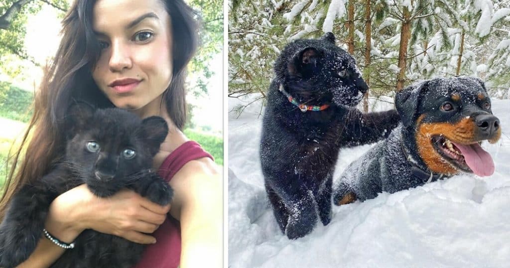 Adorable Panther Separated From It’s Mother, Grows Up With A Human And ...