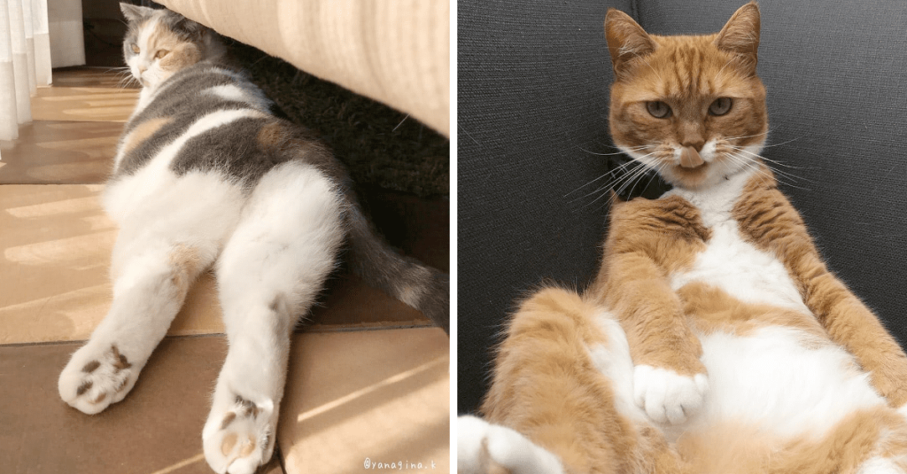 18 Photogenic Pets Who Could Easily Outshine Any Instagram Model