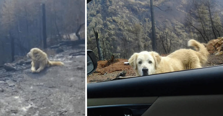 Weeks After Deadly Fire Destroys Home, Family Returns To Find Their Dog ...