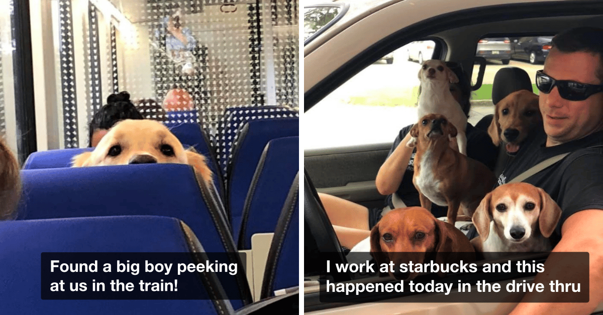 People Shared Their Hilariously Unexpected Encounters With Dogs