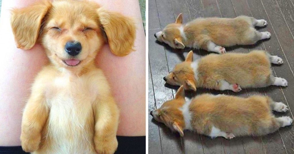 20+ Adorable Dogs We Fell in Love With Once and Forever