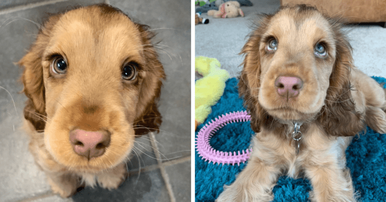 Everyone Is In Love With This Cocker Spaniel Who Looks Just Like A ...