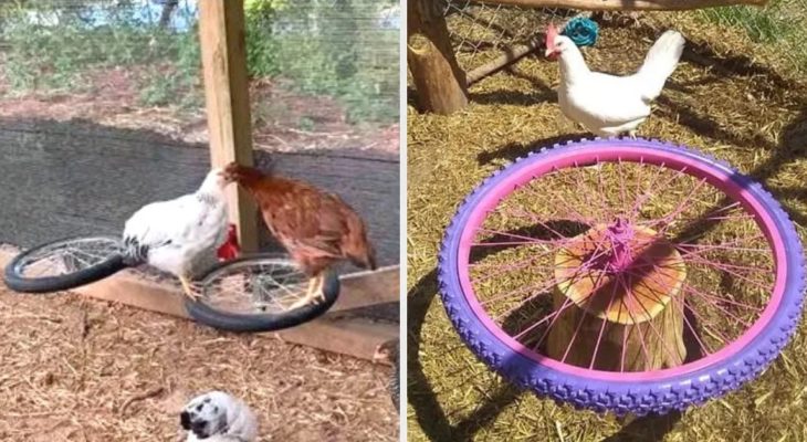 People Are Making Merry-Go-Rounds For Their Chickens From Old Bike Tires