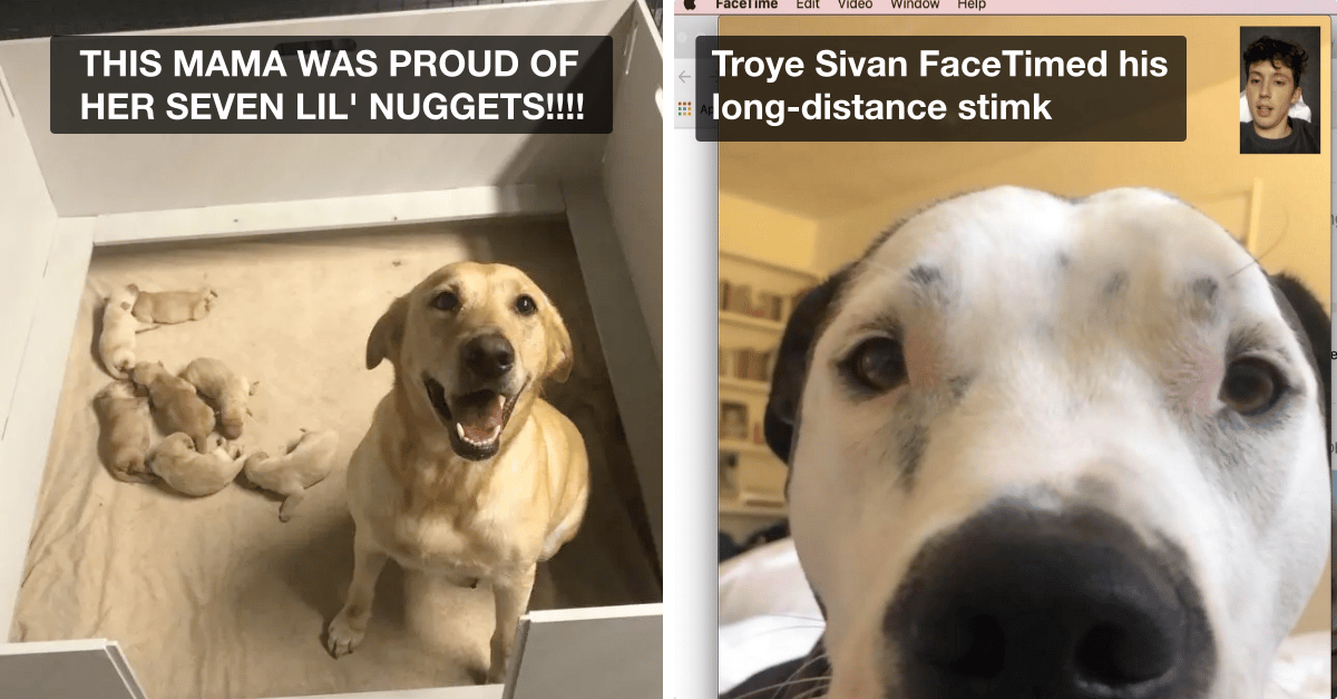 10+ Heart-Warming Doggo Posts That Prove Dogs Are Too Pure