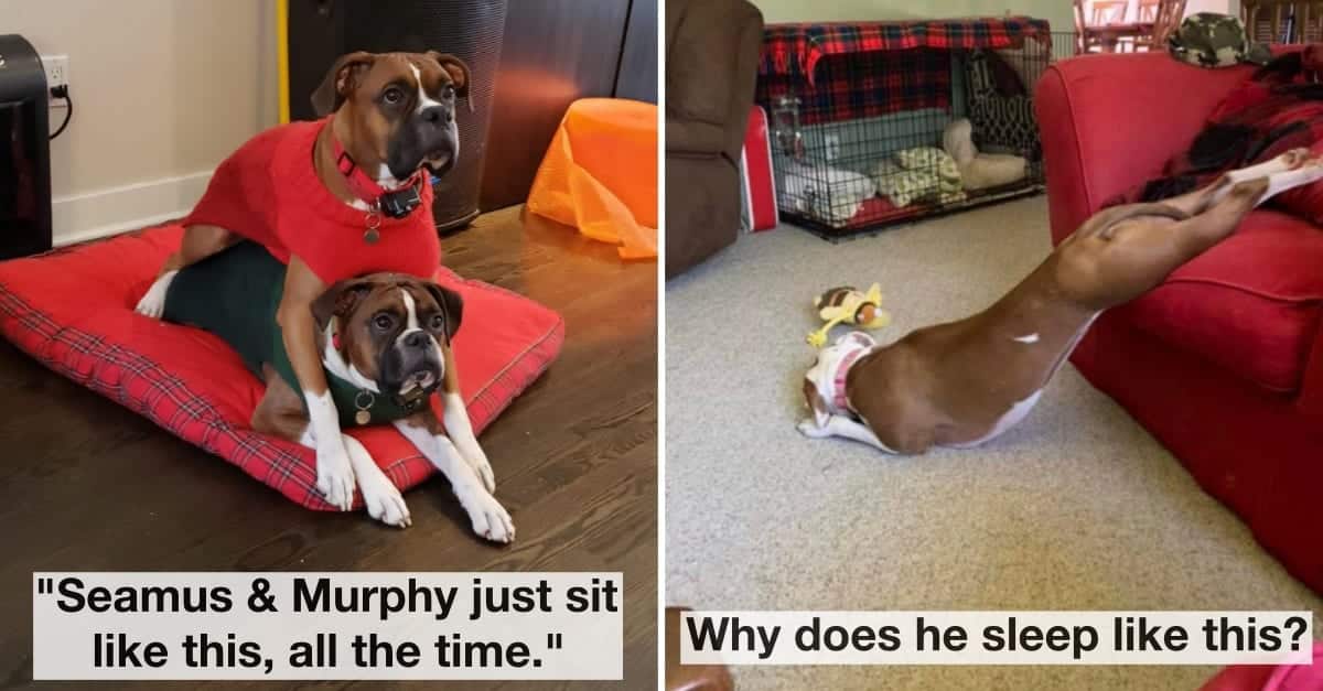 18 Dogs That Need Special Attention Because They’re Broken