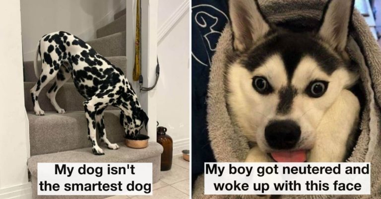 30 Dog Owners Shared Hilarious Photos Of Their ‘Broken Dogs’