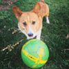 21 Cutest Pictures Of Doggos Living The Best Dog Life