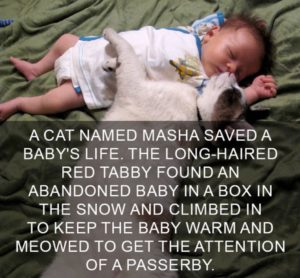 12 Awesome Cat Facts That You Probably Didn’t Know