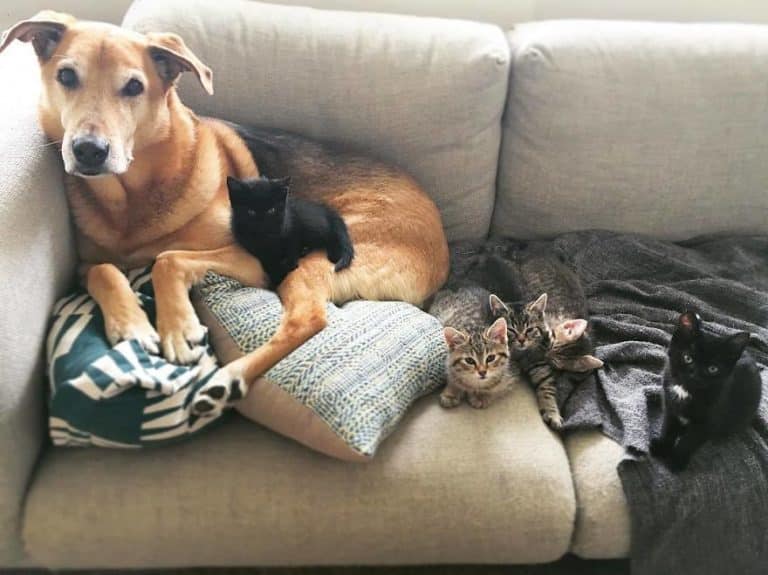 Dog Takes Care Of Every Rescue Kitten In This Cat Shelter And Here Are ...