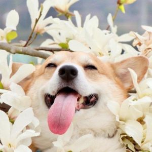 Meet Gen, A Corgi From Japan Whose Facial Expressions Can Instantly ...