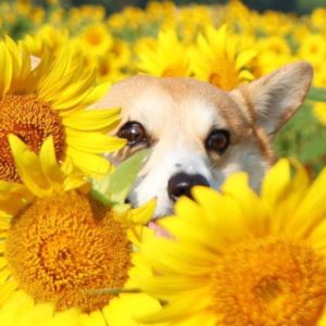 Meet Gen, A Corgi From Japan Whose Facial Expressions Can Instantly ...