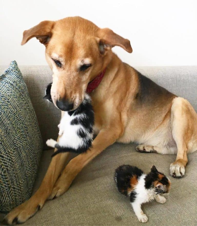 Dog Takes Care Of Every Rescue Kitten In This Cat Shelter And Here Are ...