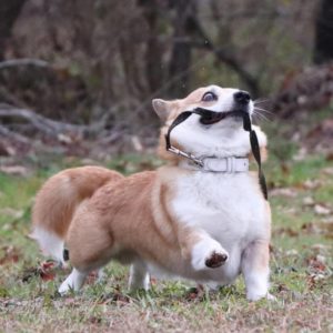 Meet Gen, A Corgi From Japan Whose Facial Expressions Can Instantly ...