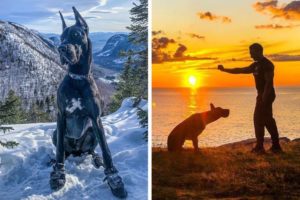 A Dog That Looks Like Batman Goes Viral And It Seems Like Gotham Is in ...