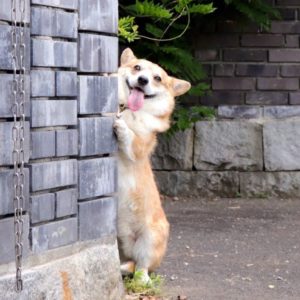 Meet Gen, A Corgi From Japan Whose Facial Expressions Can Instantly ...