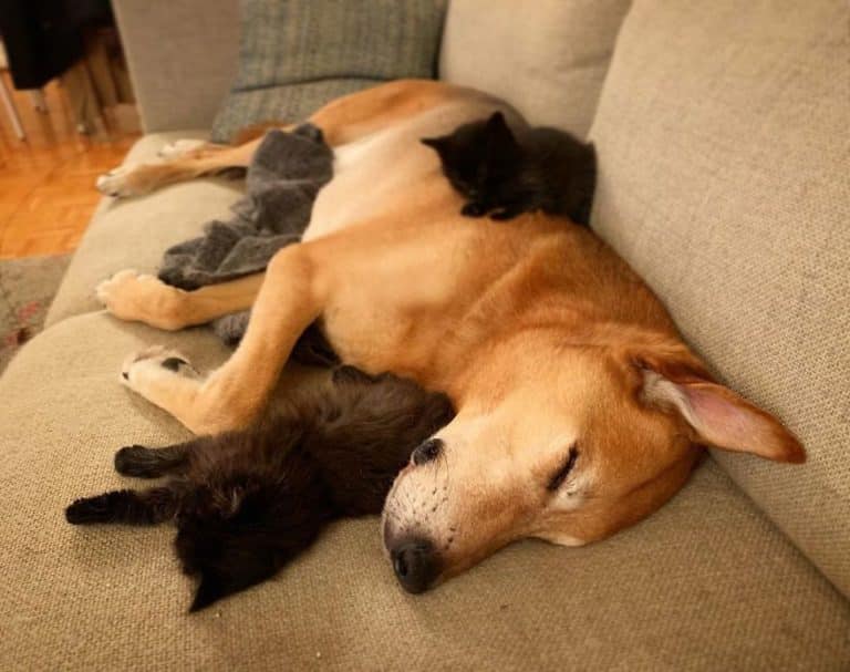 Dog Takes Care Of Every Rescue Kitten In This Cat Shelter And Here Are ...