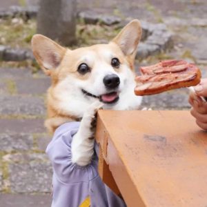 Meet Gen, A Corgi From Japan Whose Facial Expressions Can Instantly ...