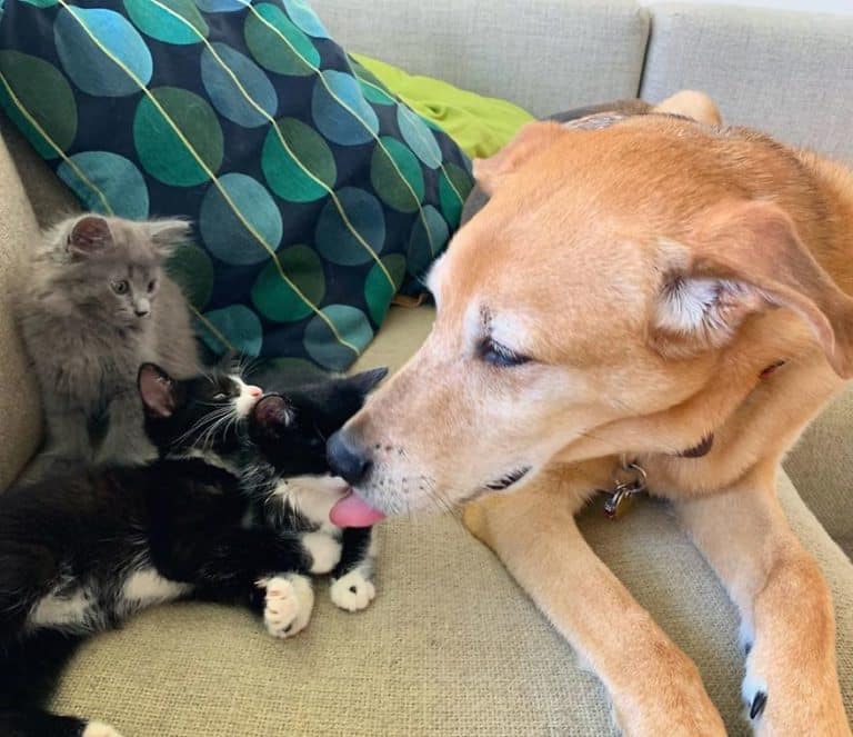 Dog Takes Care Of Every Rescue Kitten In This Cat Shelter And Here Are ...