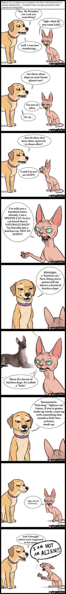 10+ Hilarious Comics About Pets By Pet Foolery That’ll Make Your Day
