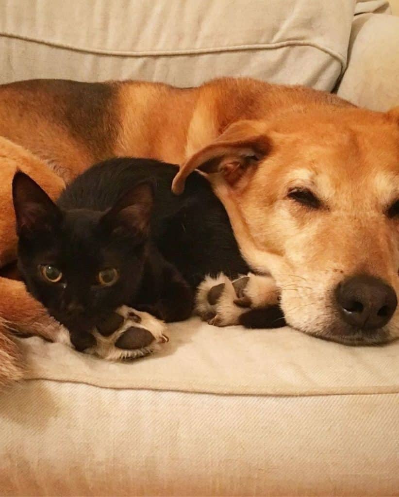 Dog Takes Care Of Every Rescue Kitten In This Cat Shelter And Here Are ...