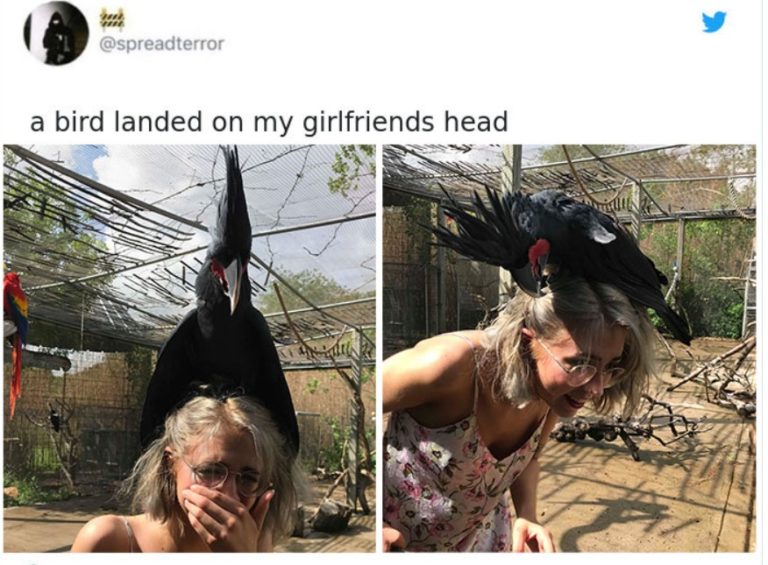 35 Hilarious Bird Posts That Were Too Good Not To Share