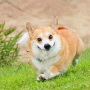 Meet Gen, A Corgi From Japan Whose Facial Expressions Can Instantly ...