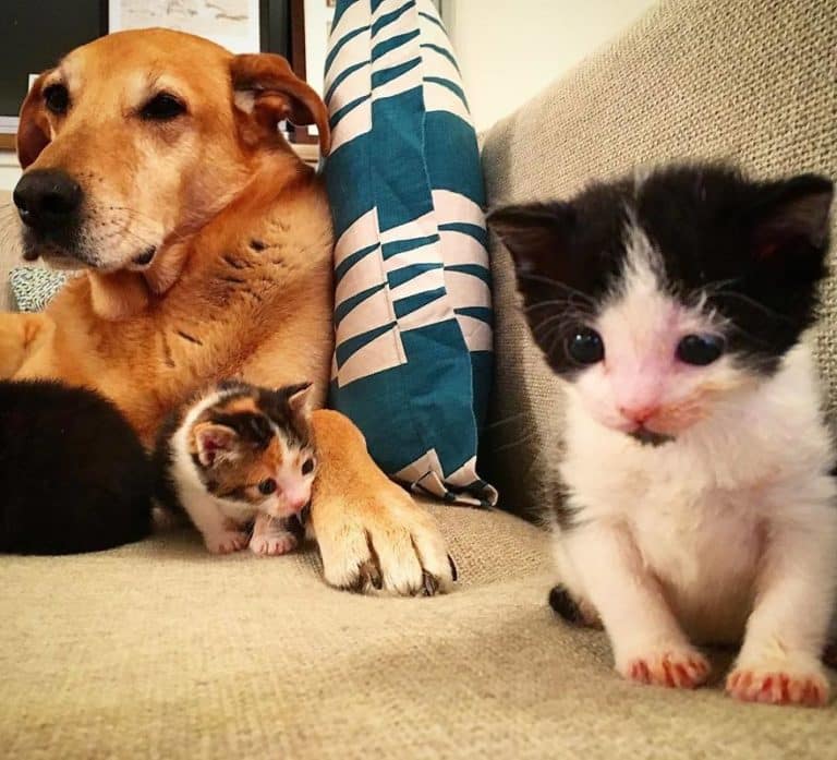 Dog Takes Care Of Every Rescue Kitten In This Cat Shelter And Here Are ...