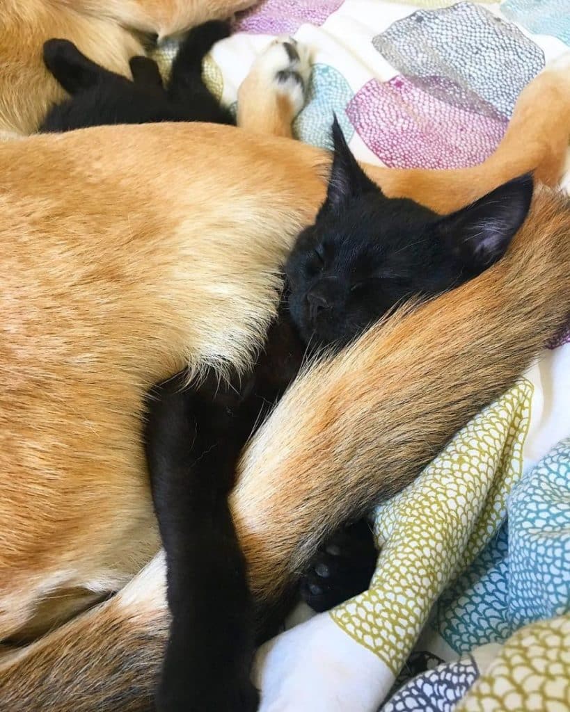 Dog Takes Care Of Every Rescue Kitten In This Cat Shelter And Here Are ...