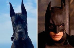 A Dog That Looks Like Batman Goes Viral And It Seems Like Gotham Is in ...