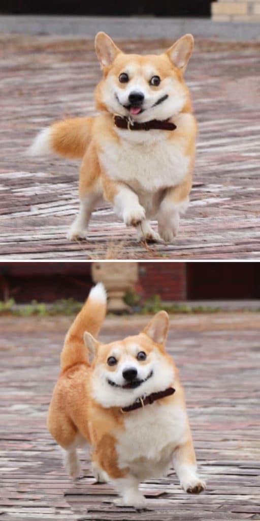Meet Gen, A Corgi From Japan Whose Facial Expressions Can Instantly ...