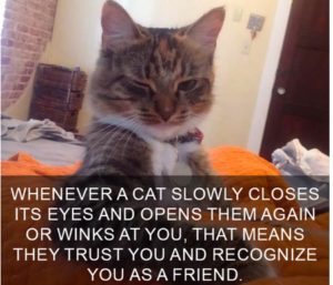 12 Awesome Cat Facts That You Probably Didn’t Know