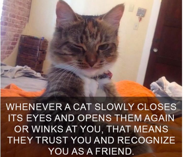 12 Awesome Cat Facts That You Probably Didn’t Know