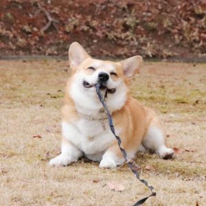 Meet Gen, A Corgi From Japan Whose Facial Expressions Can Instantly ...