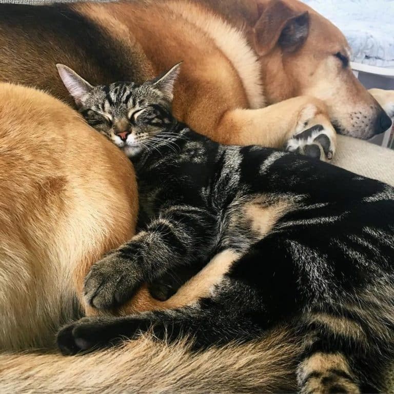 Dog Takes Care Of Every Rescue Kitten In This Cat Shelter And Here Are ...