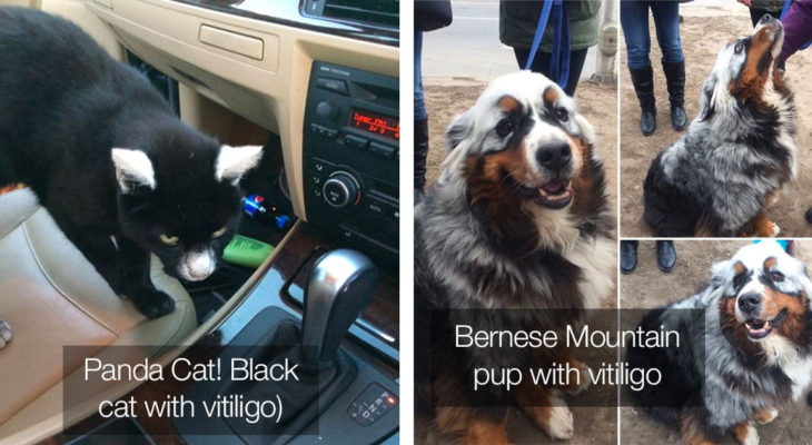 20+ Pictures Of Animals With Vitiligo Which Make It Seem Like They’re ...