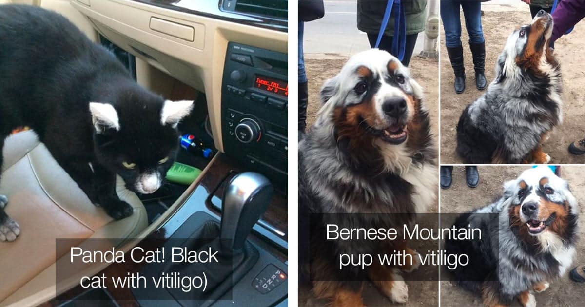 20+ Pictures Of Animals With Vitiligo Which Make It Seem Like They’re ...