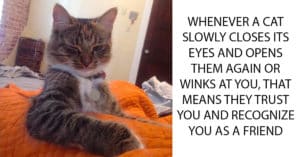 12 Awesome Cat Facts That You Probably Didn’t Know