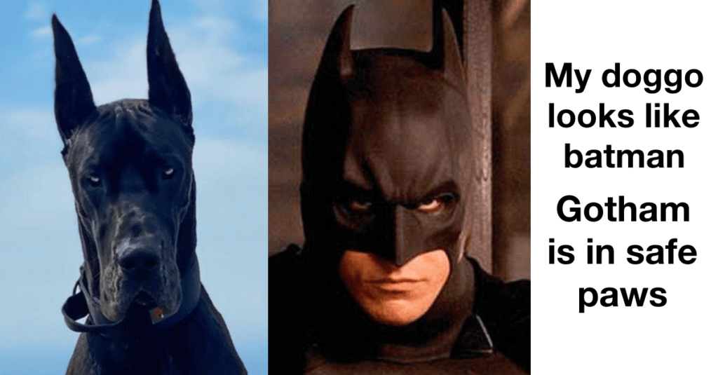 A Dog That Looks Like Batman Goes Viral And It Seems Like Gotham Is in ...