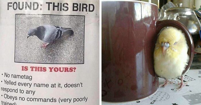 35 Hilarious Bird Posts That Were Too Good Not To Share