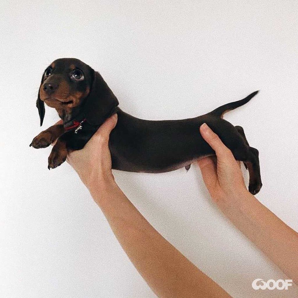 35 Wholesome Pics Of Dachshund Dogs To Put A Smile On Your Face