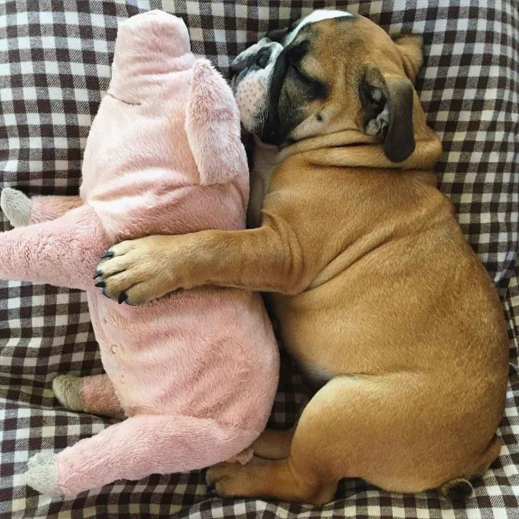 25 Adorable Dogs Growing Up With Their Favorite Stuffed Toys