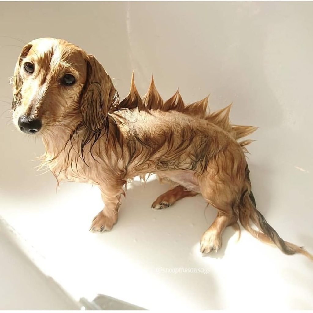 35 Wholesome Pics Of Dachshund Dogs To Put A Smile On Your Face